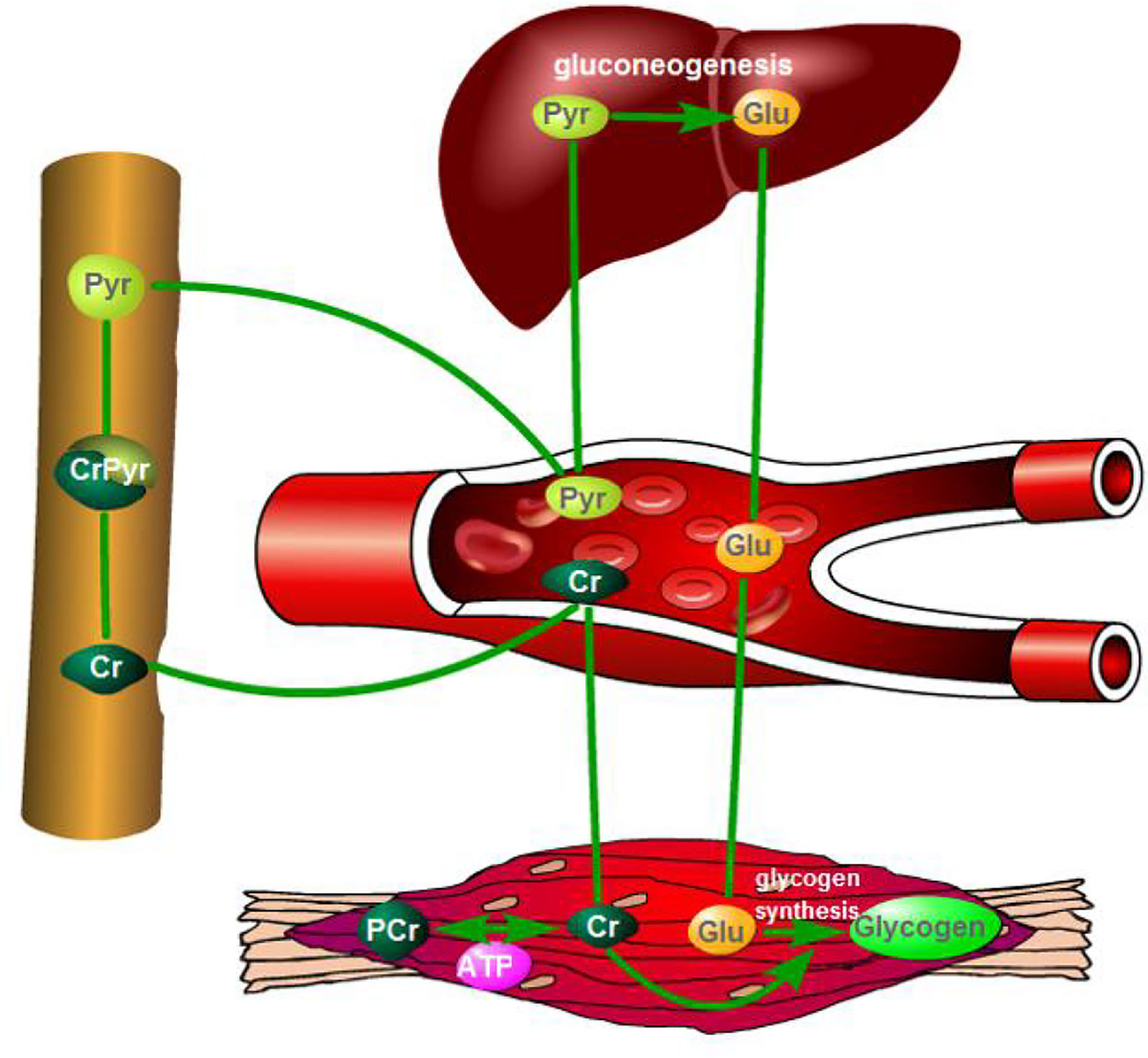 Frontiers | Effects of Rumen-Protected Creatine Pyruvate on Meat ...