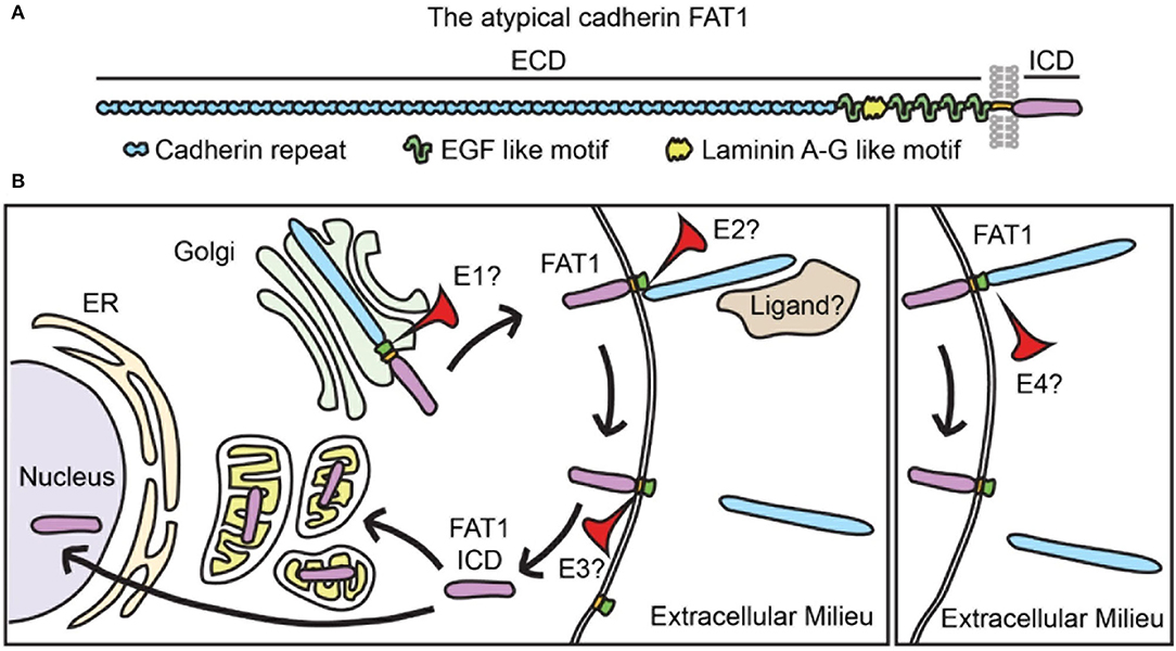 Frontiers | The Atypical Cadherin FAT1 Limits Mitochondrial Respiration ...