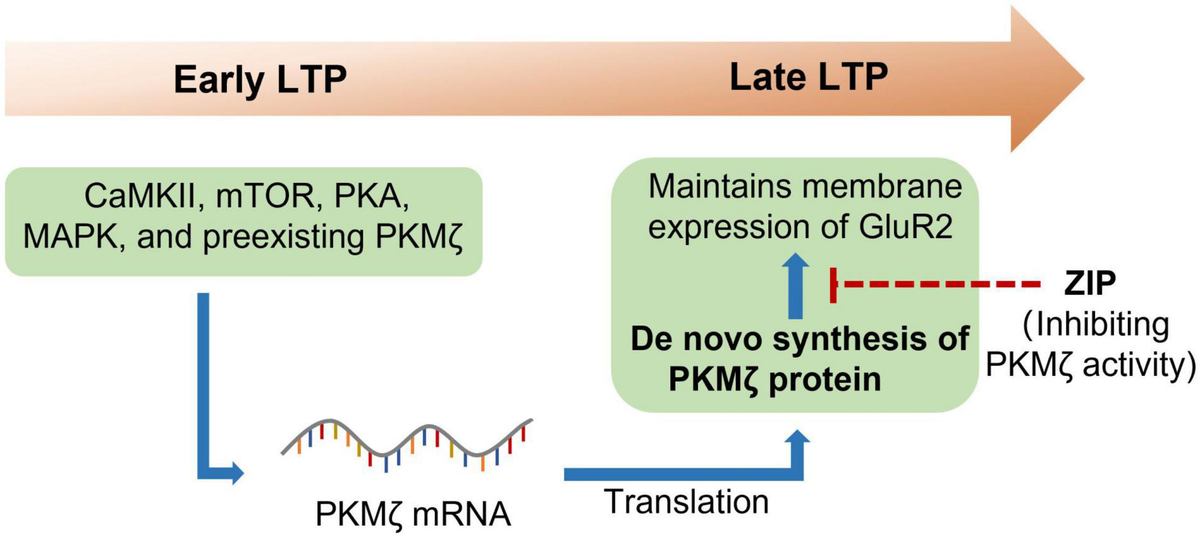 Frontiers | Involvement of PKMζ in Stress Response and Depression