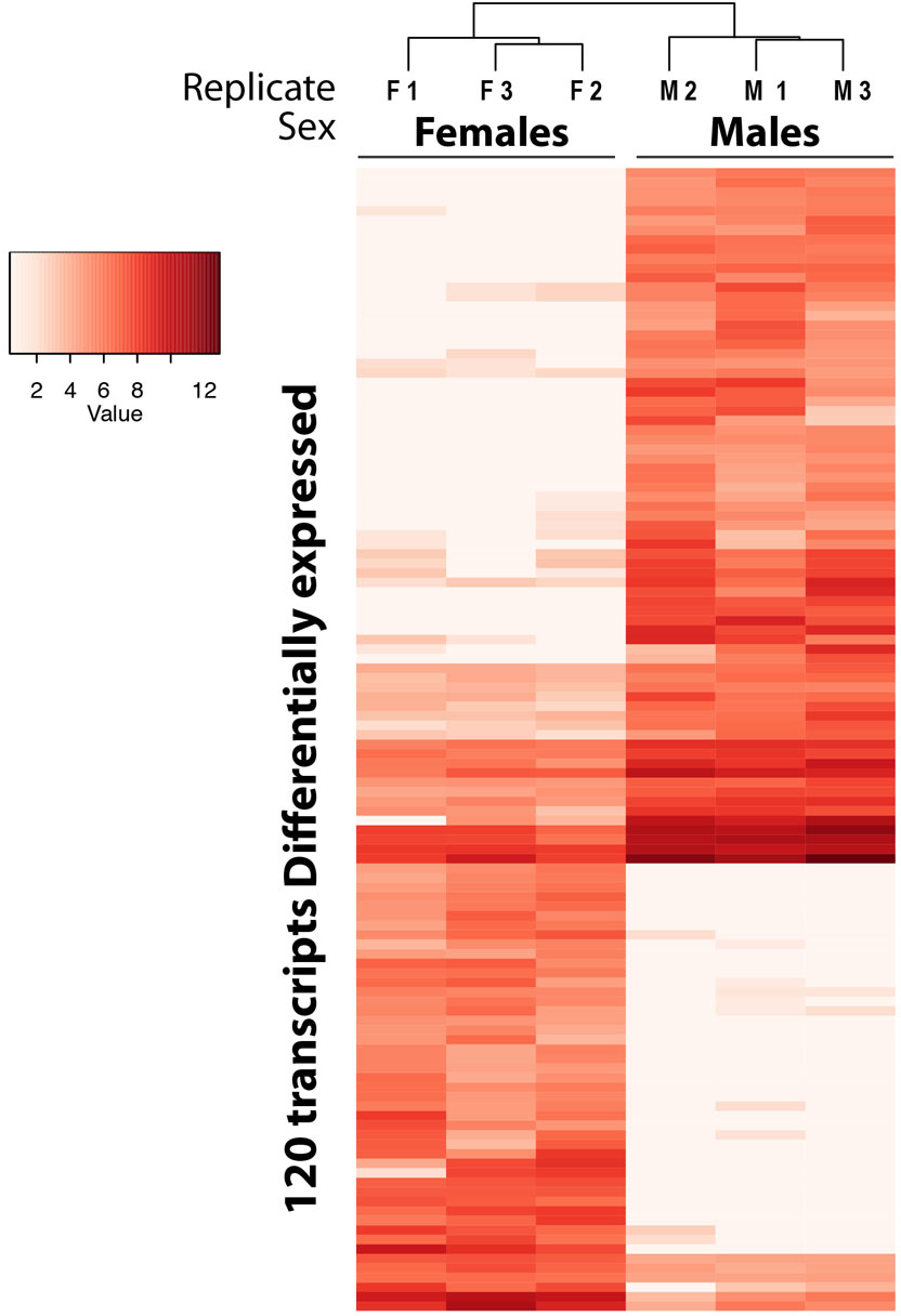 Frontiers Sex Specific Transcriptomic Differences In The Immune Cells