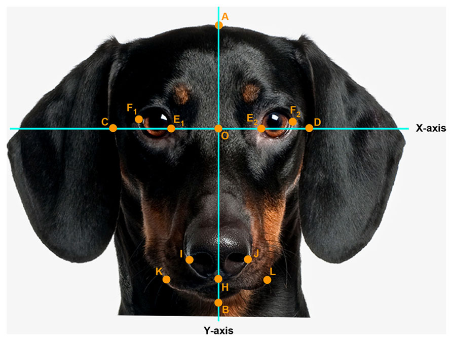 Frontiers | Baby schema in human and animal faces induces cuteness ...