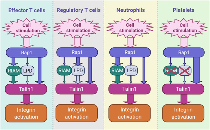 Frontiers | The Connection Between Rap1 and Talin1 in the Activation of ...