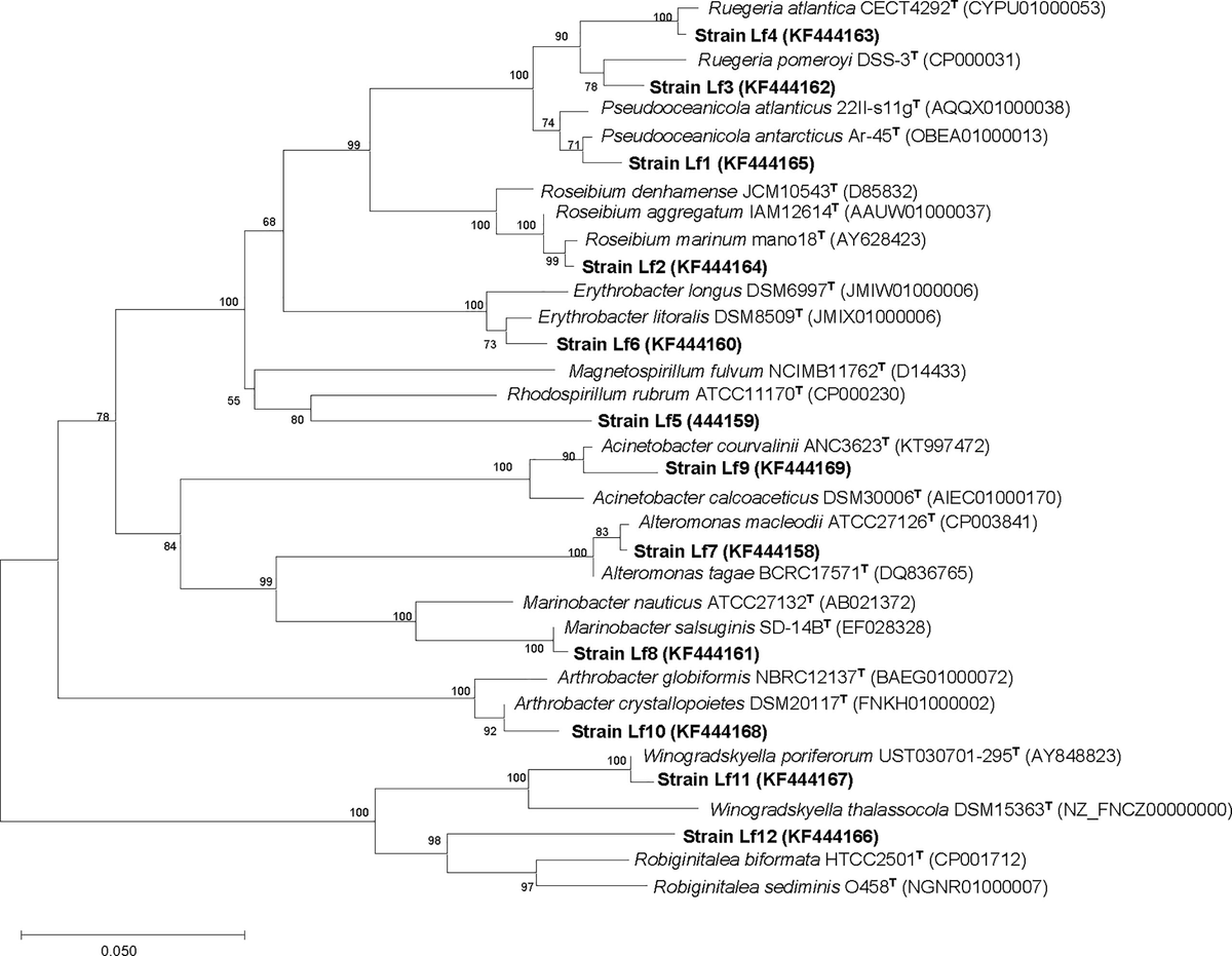 Frontiers | Inhibitory Effect of Isolated Bacteria from the Phycosphere ...