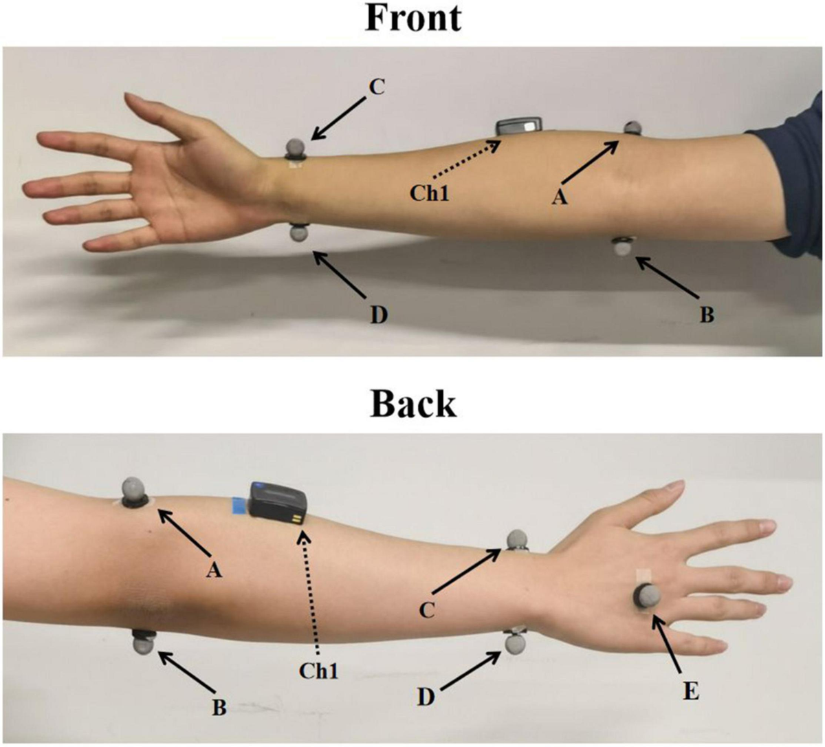 Frontiers | A Co-driven Functional Electrical Stimulation Control ...