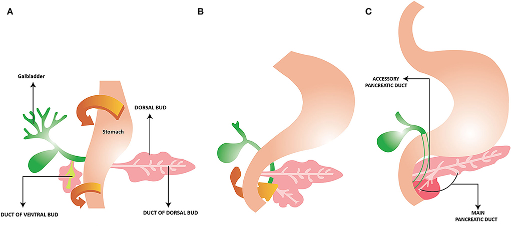 Frontiers | Development of the human pancreas and its exocrine function