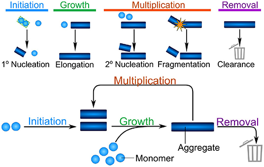 Frontiers | Mechanistic Models of Protein Aggregation Across Length ...