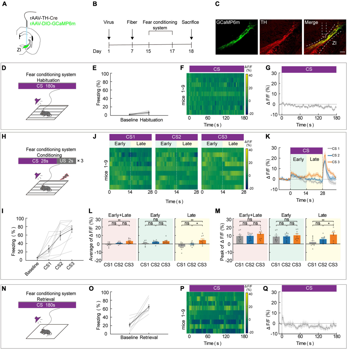 Frontiers | A zona incerta-basomedial amygdala circuit modulates ...