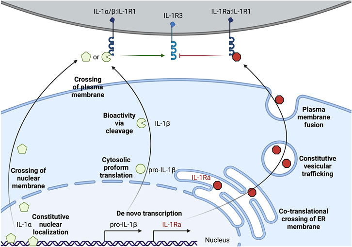 Frontiers | Diverse Control Mechanisms of the Interleukin-1 Cytokine Family