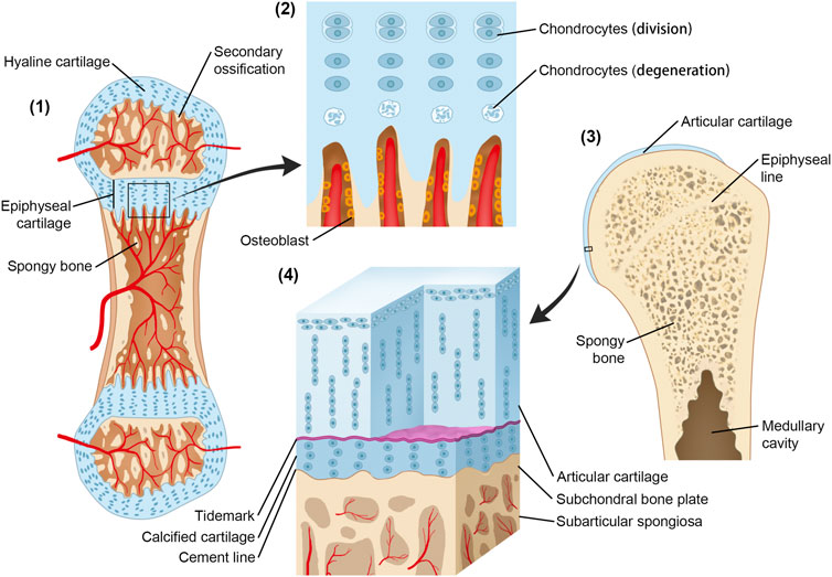 Frontiers | Roles of the calcified cartilage layer and its tissue ...