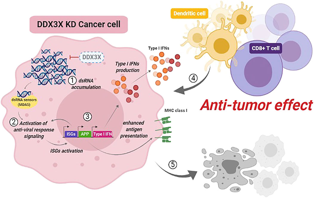 Frontiers | A Dual Role of DDX3X in dsRNA-Derived Innate Immune Signaling