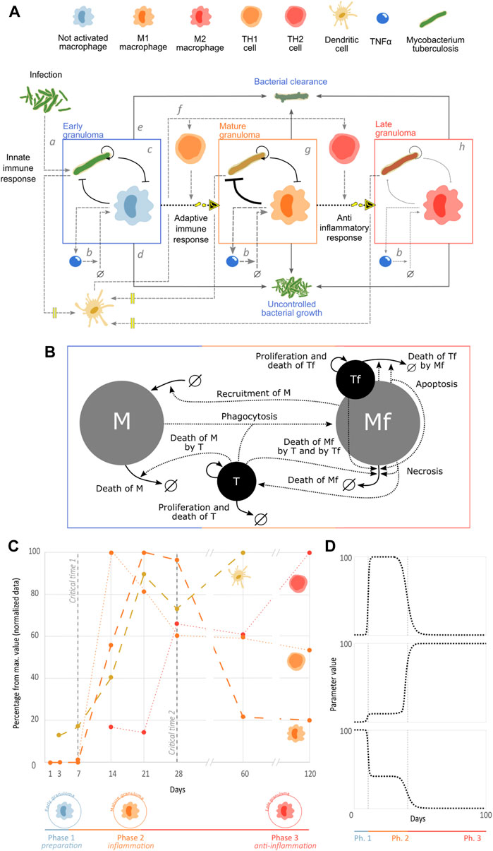 Frontiers | Mathematical Model of the Immunopathological Progression of ...