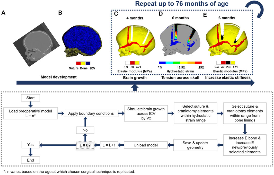Frontiers | A Computational Framework to Predict Calvarial Growth ...
