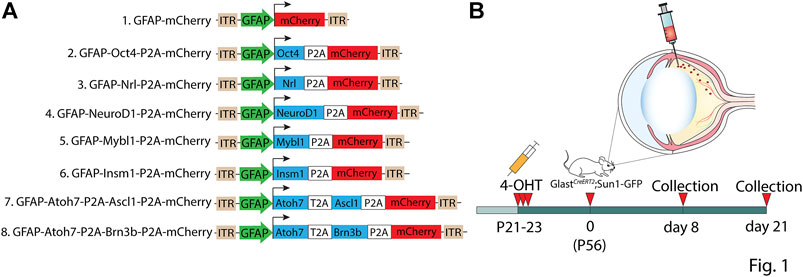 Frontiers | Ectopic insert-dependent neuronal expression of GFAP ...