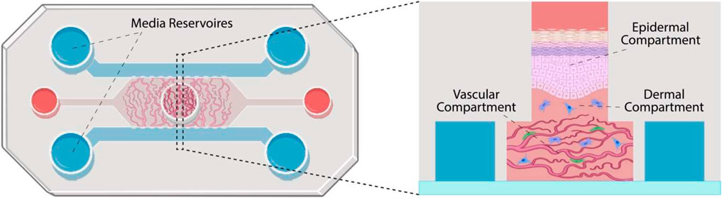 Frontiers | Design of an Integrated Microvascularized Human Skin-on-a ...