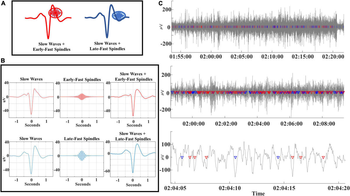 Frontiers | The Rise and Fall of Slow Wave Tides: Vacillations in ...