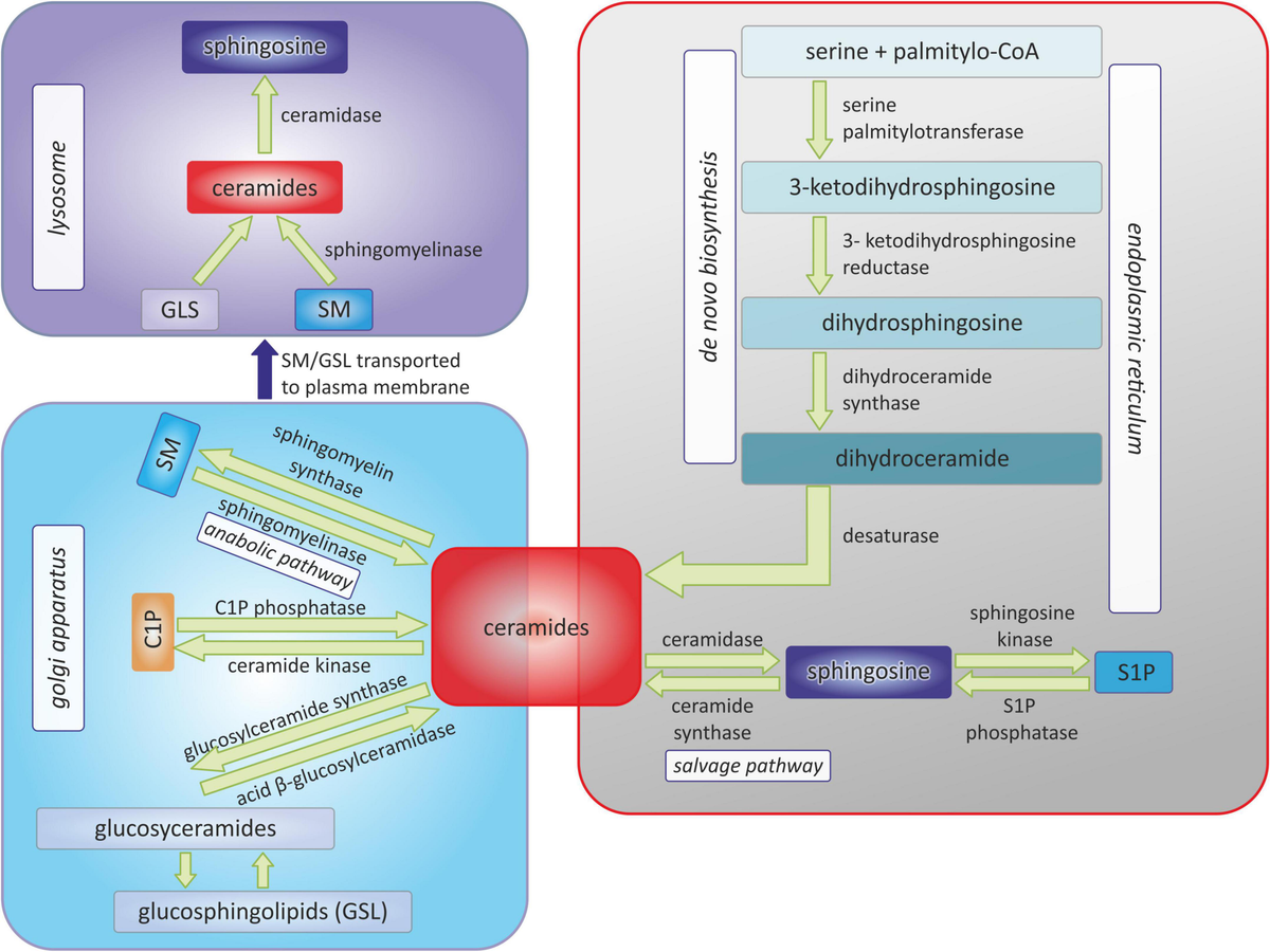 Frontiers | Sphingolipid metabolism and signaling in cardiovascular ...