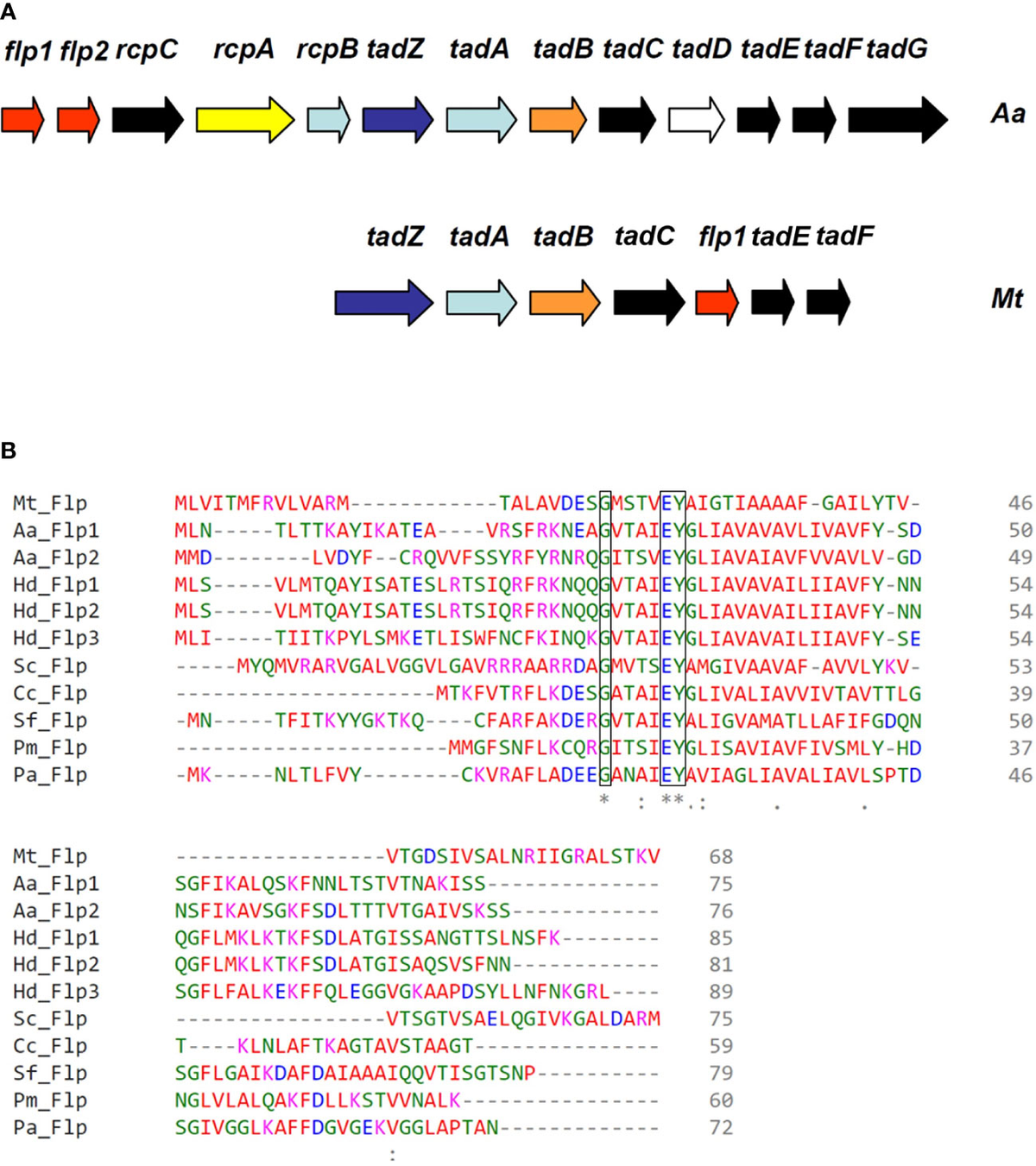 Frontiers | The Flp type IV pilus operon of Mycobacterium tuberculosis ...