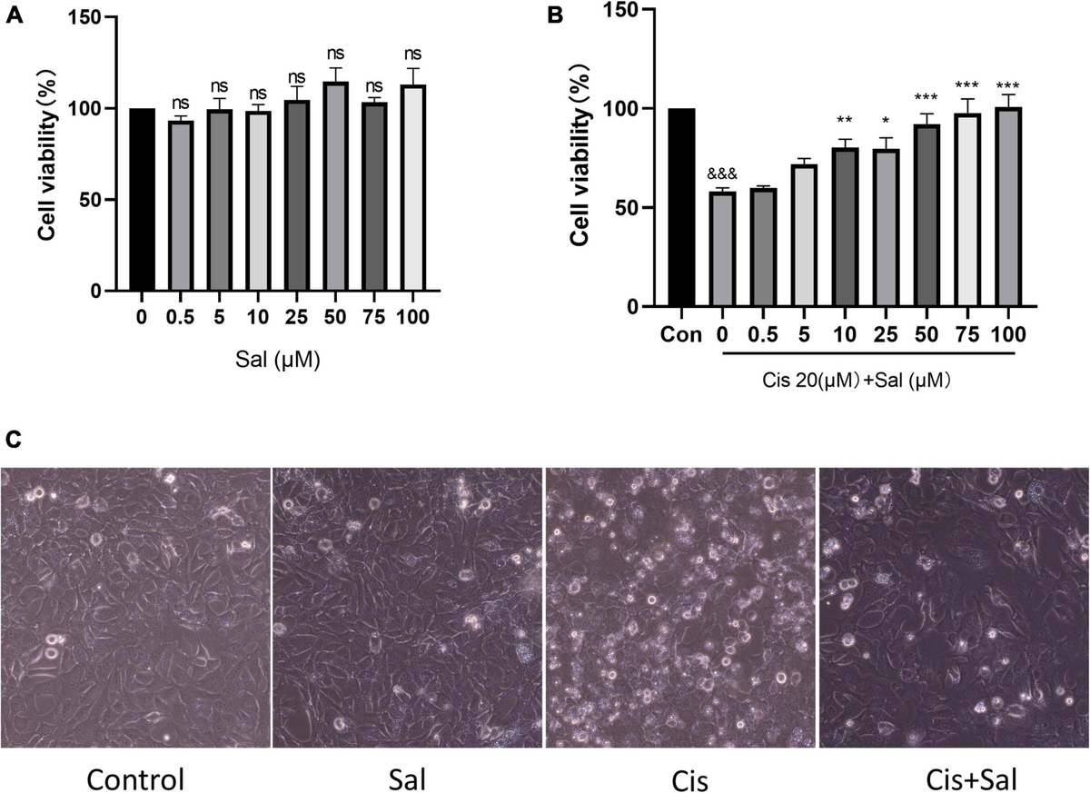 Frontiers | Salubrinal Protects Against Cisplatin-Induced Cochlear Hair ...