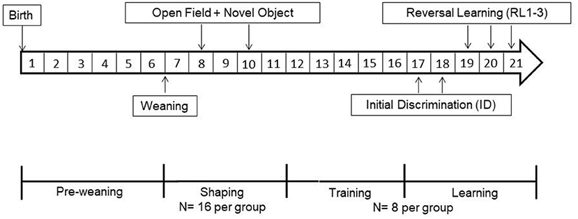 Frontiers | Personality traits affect learning performance in dwarf ...