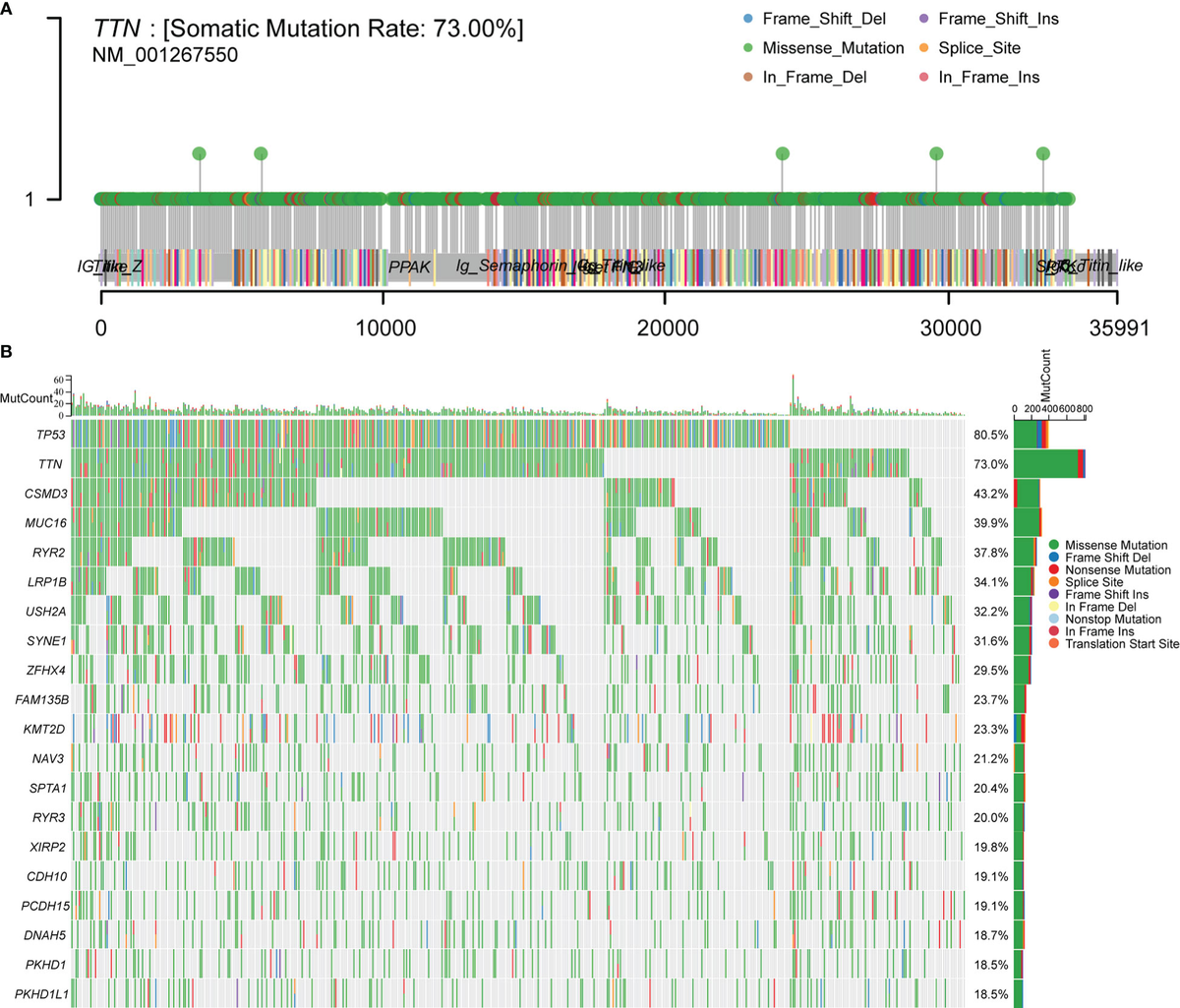 Frontiers | Heterogeneous pattern of gene expression driven by TTN ...