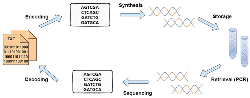 Frontiers | Hidden Addressing Encoding for DNA Storage