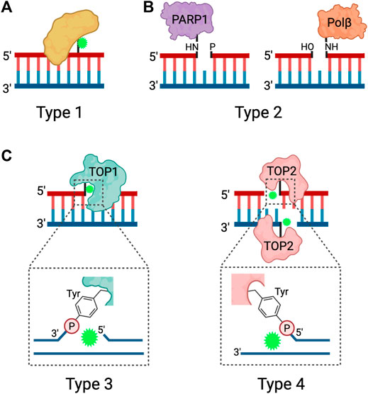 Frontiers | Mechanisms and Regulation of DNA-Protein Crosslink Repair ...