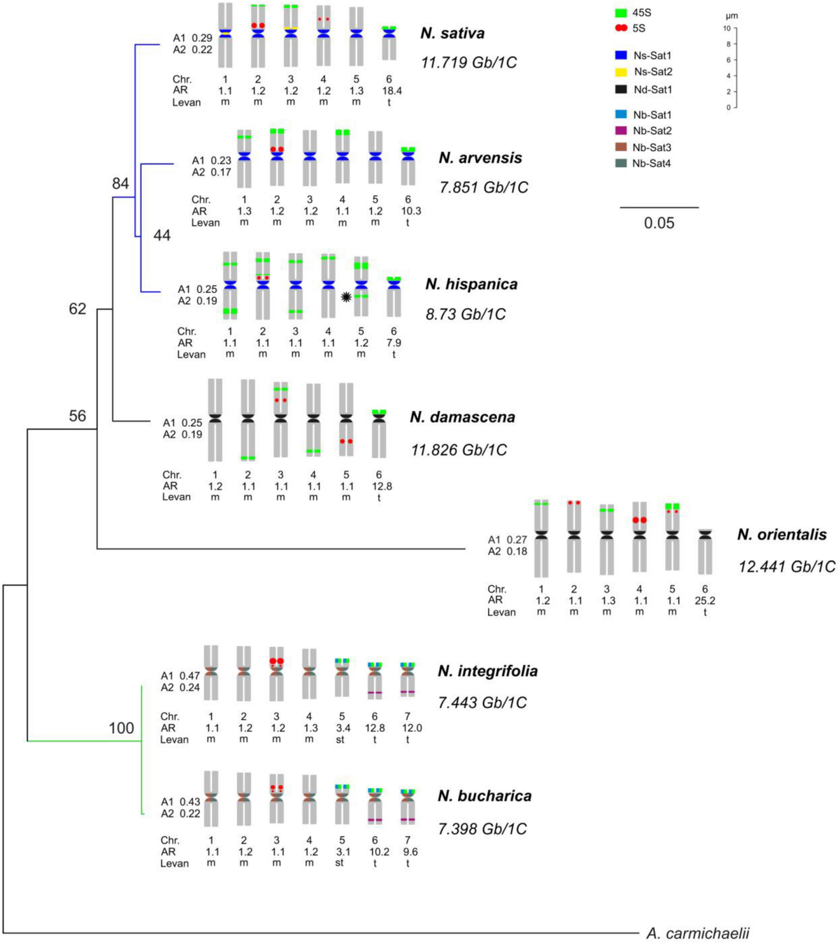 Frontiers | Variation in the Number and Position of rDNA Loci ...