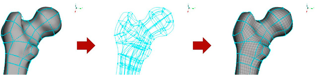 Frontiers | Hello, world! VIVA+: A human body model lineup to evaluate ...