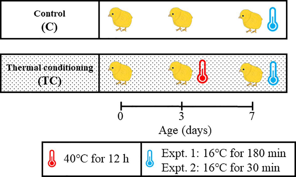 Frontiers | Thermal Conditioning Can Improve Thermoregulation of Young ...