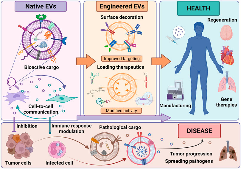 Frontiers | Editorial: Extracellular Vesicles as Next Generation Therapeutics