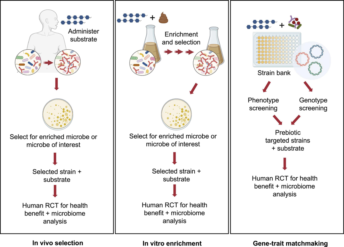 Frontiers | The Future of Synbiotics: Rational Formulation and Design