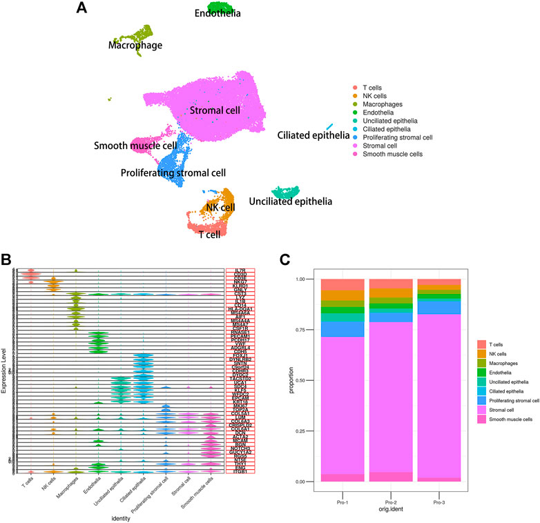 Frontiers | Single-Cell Transcriptomics of Proliferative Phase ...
