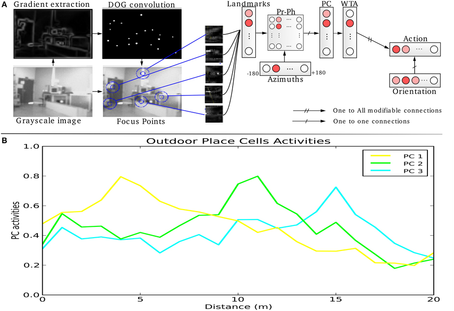 Frontiers | From grid cells and visual place cells to multimodal place ...
