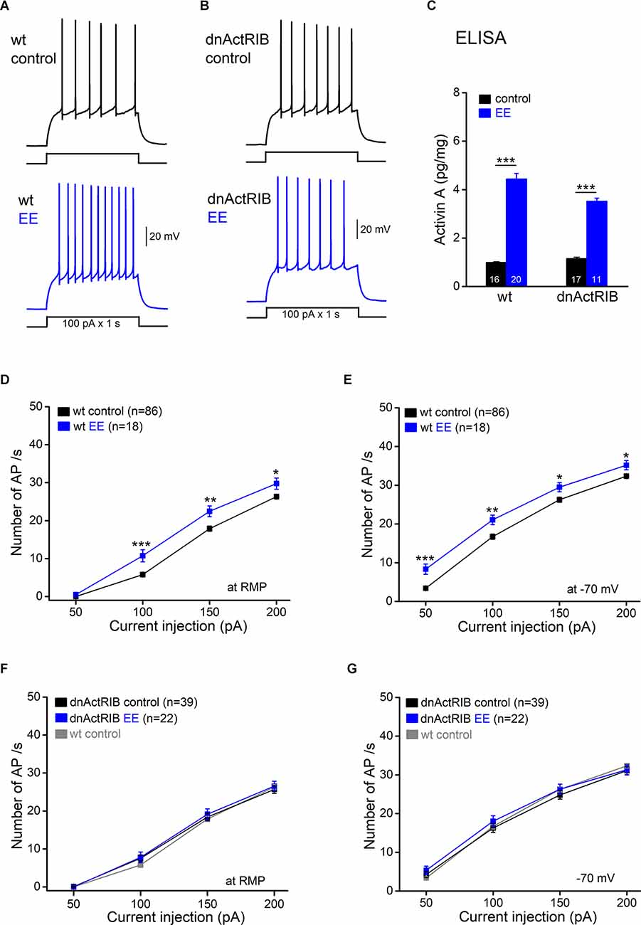 Frontiers | Activin A Reduces GIRK Current to Excite Dentate Gyrus ...