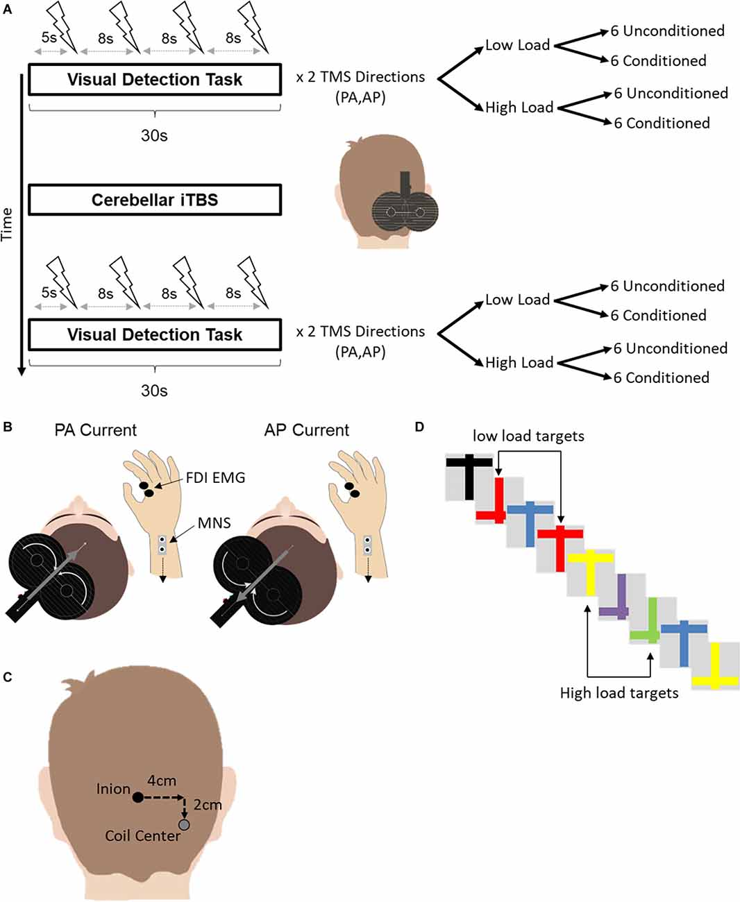 Frontiers | Specific sensorimotor interneuron circuits are sensitive to cerebellar-attention ...