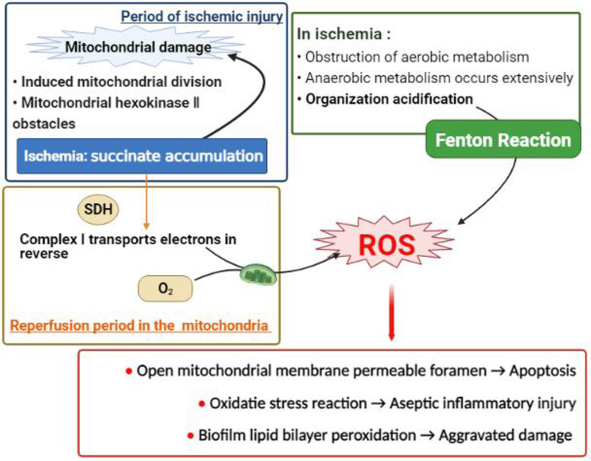 Frontiers | Current Status and Prospects of Research on Ischemia ...