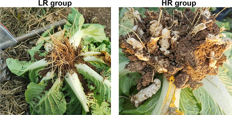 Frontiers | Response of Bacterial Community to the Occurrence of ...