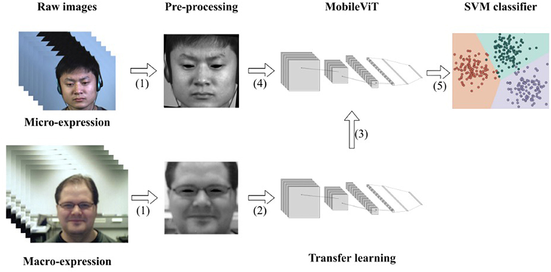Frontiers | Lightweight ViT Model for Micro-Expression Recognition ...