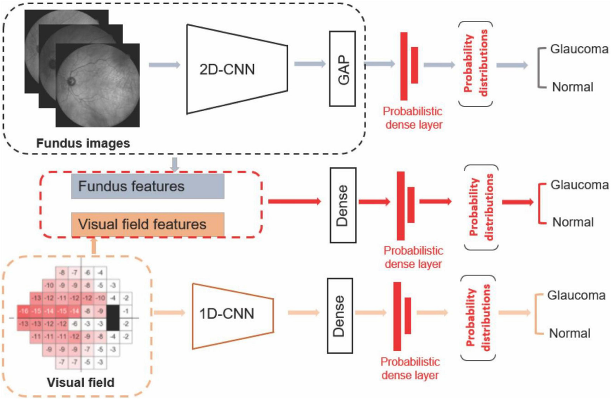 Frontiers | Detecting glaucoma from multi-modal data using probabilistic deep learning