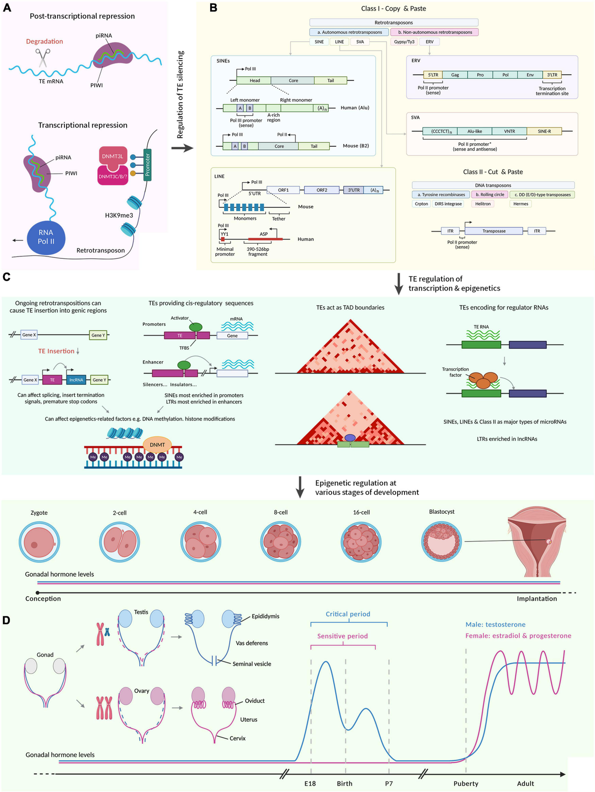 Frontiers | The Role of Transposable Elements in Sexual Development