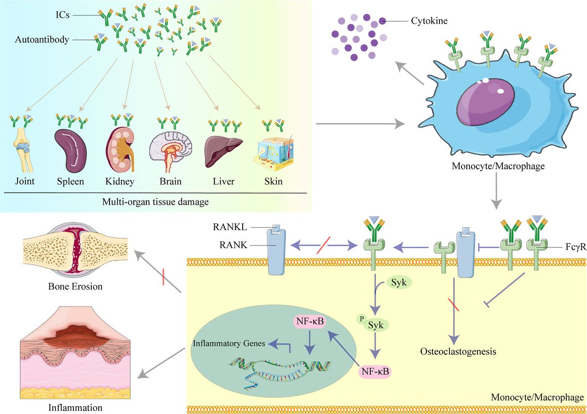 Frontiers | The role of organ-deposited IgG in the pathogenesis of multi-organ and tissue damage ...