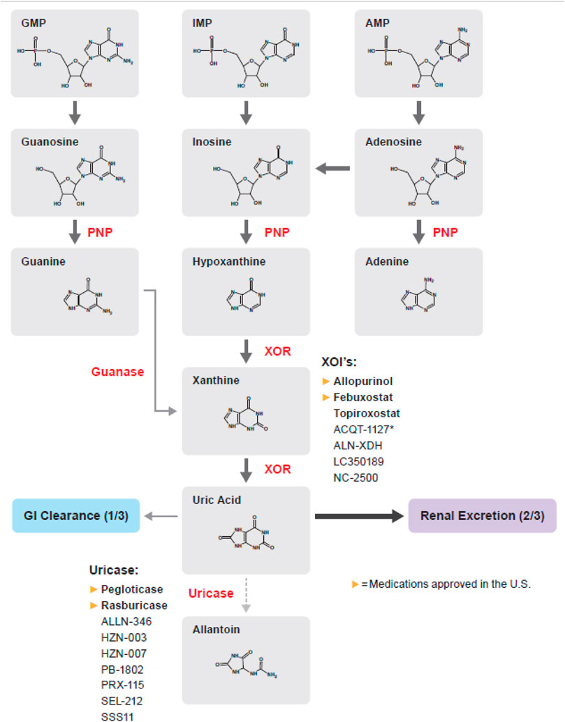 Frontiers | Review of Urate-Lowering Therapeutics: From the Past to the ...