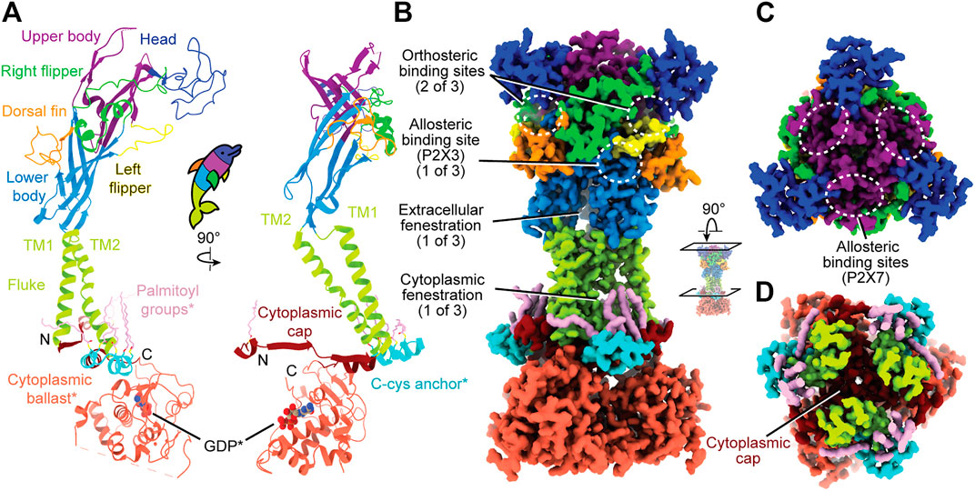 Frontiers | Molecular Pharmacology of P2X Receptors: Exploring ...