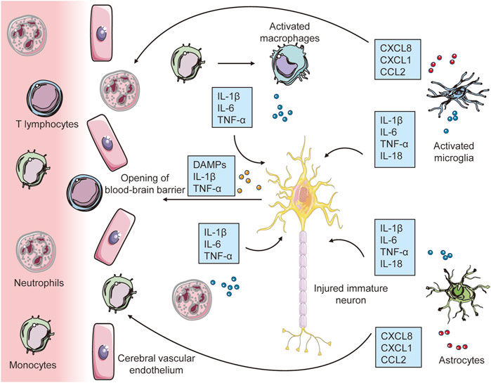Frontiers | Lactylation may be a Novel Posttranslational Modification ...