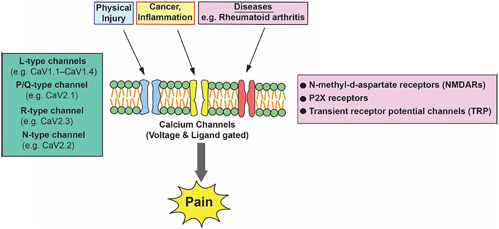 Frontiers | Editorial: Regulatory action of calcium channels in pain ...
