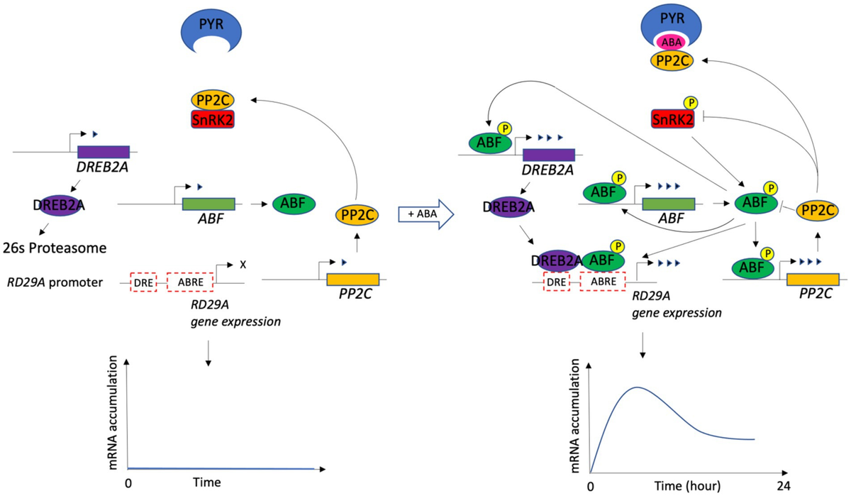 Frontiers | Dynamic modeling of ABA-dependent expression of the ...
