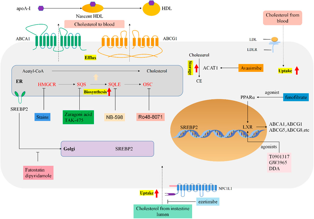 Frontiers | The role of cholesterol metabolism in tumor therapy, from ...