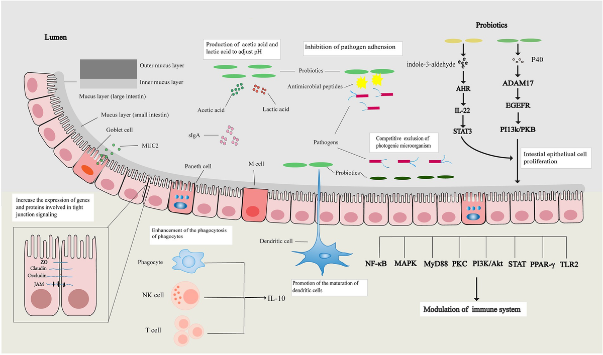 Frontiers | How do intestinal probiotics restore the intestinal barrier?