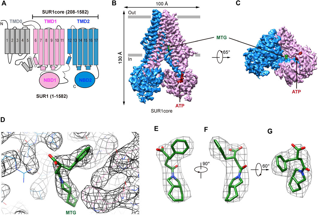 Frontiers | Structural Insights Into the High Selectivity of the Anti ...