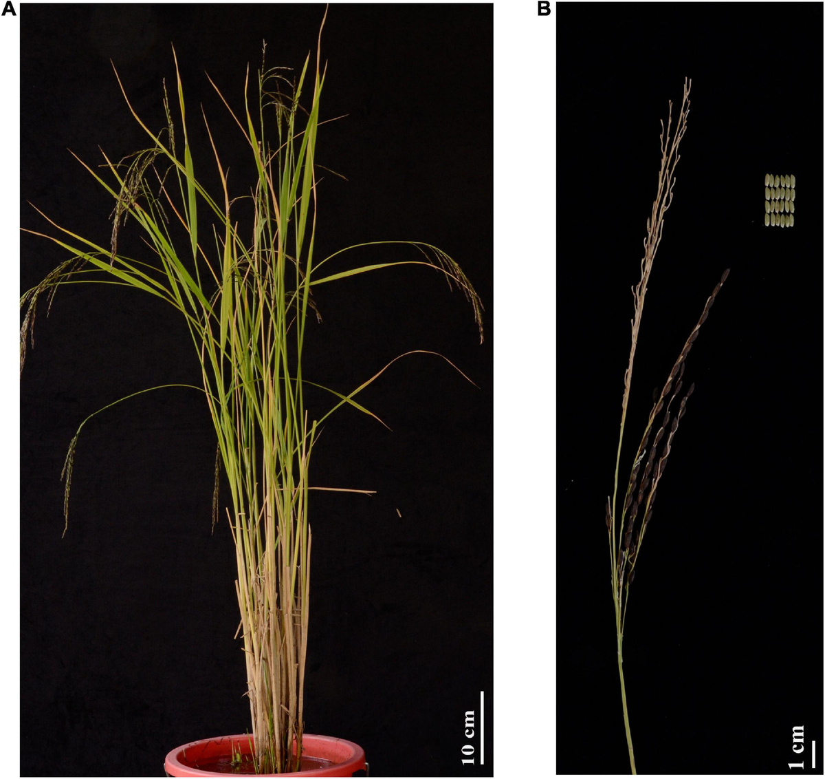 Frontiers | Identification of candidate genes and clarification of the ...